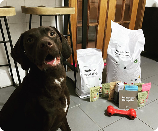 Barkyn: ração personalizada para a raça, idade e tamanho do seu cão